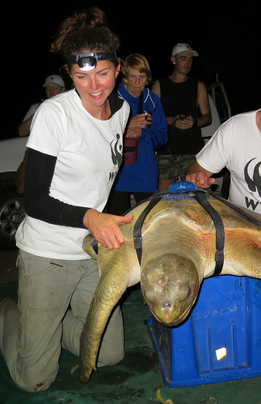 OceansIQ: Flatback turtle whereabouts