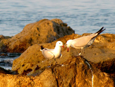 REFLEXIONES: La Gavina