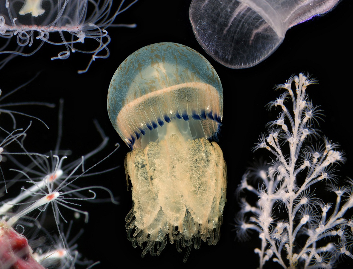 Species New to Science: [Invertebrate • 2016] Census of Cnidaria ...