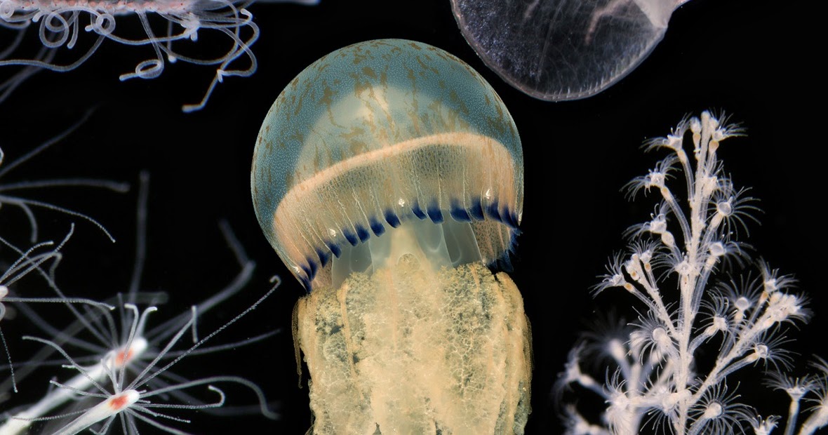 Species New to Science: [Invertebrate • 2016] Census of Cnidaria ...