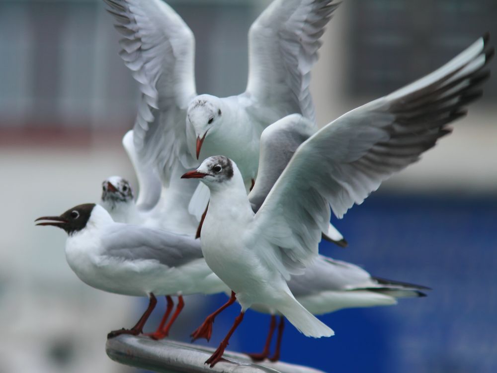 Birding Is Fun!: GULLS OF SPAIN - GAVIOTAS DE ESPAÑA