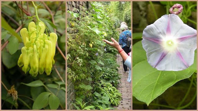 marieke nolsen: De tuin van Geke Rook in St. Jans Klooster