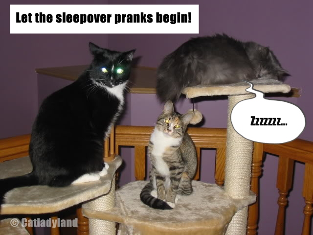 Catladyland: Cats are Funny: What Happens at Cat Sleepovers?
