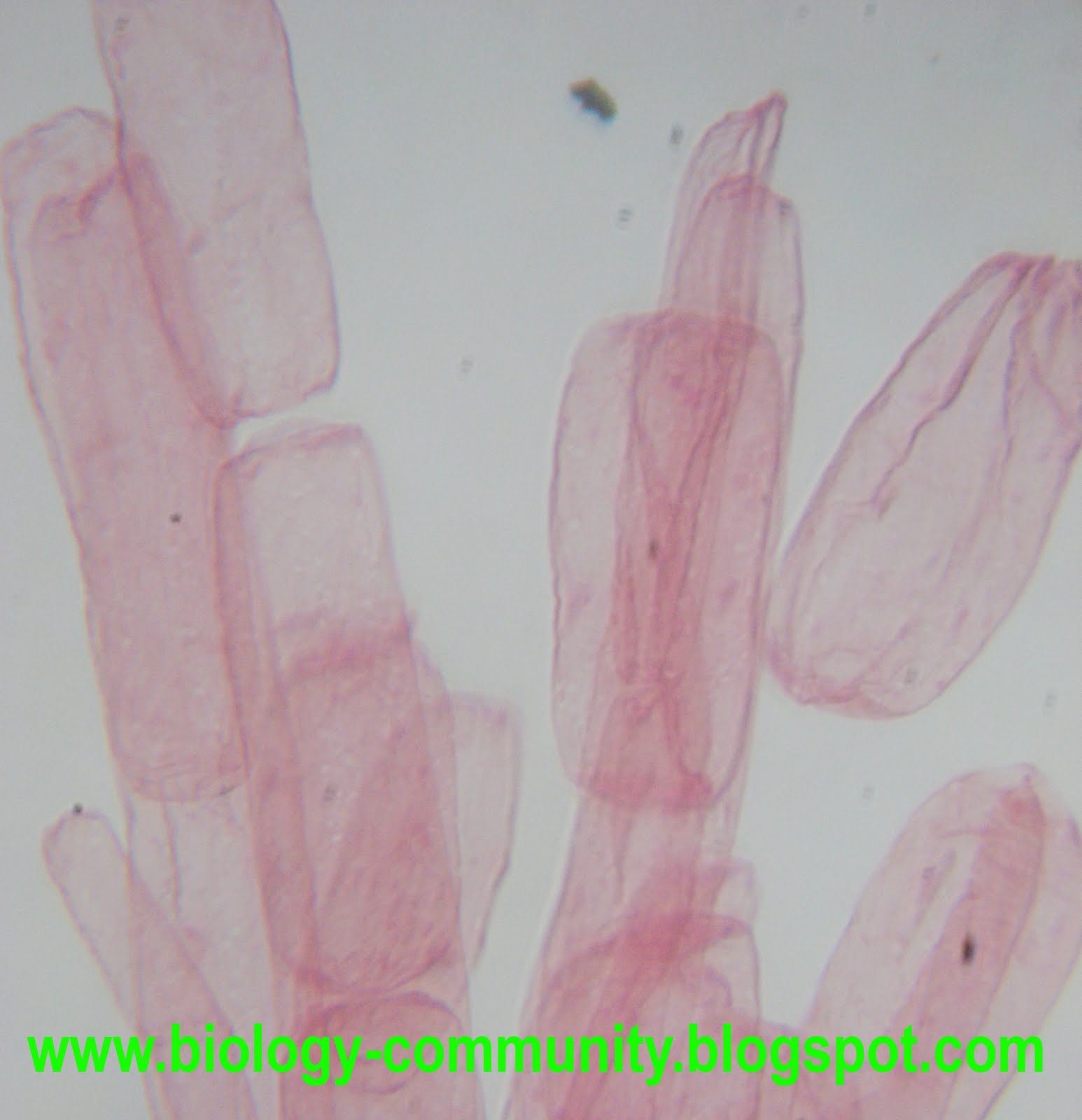 Preparat Maserasi - Generasi Biologi