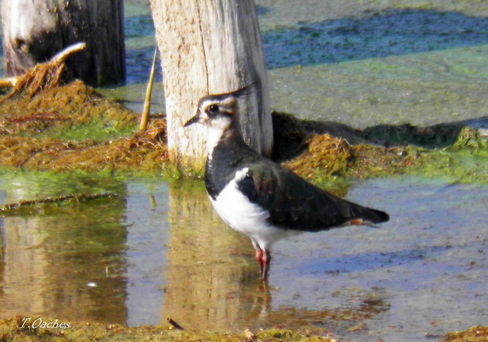 PASARI DIN ROMANIA: NAGAT, Vanellus vanellus