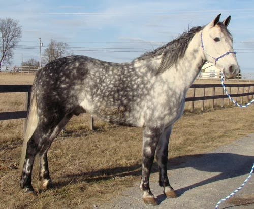 Equestrian Journey: Dappled Gray