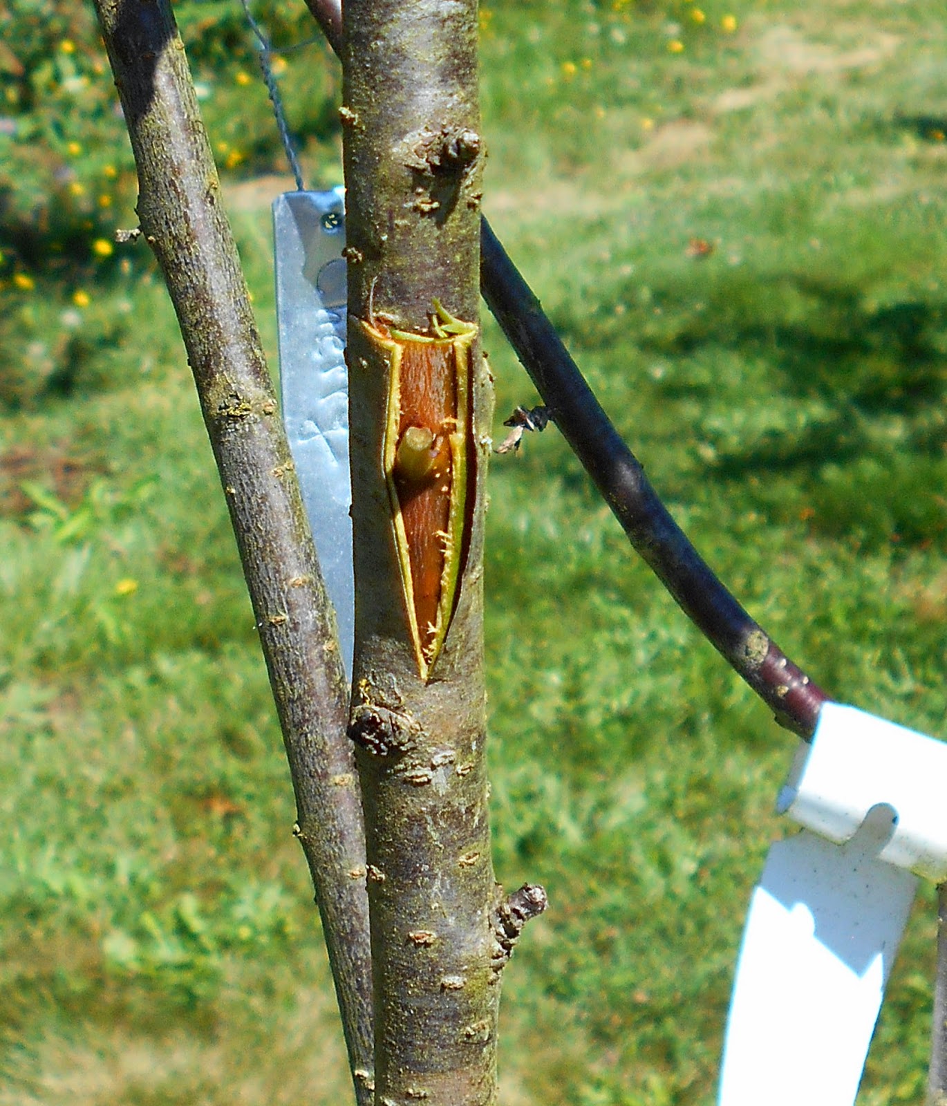Daniel's Pacific NW Garden: Summer Bud Grafting Cherries, Plums ...