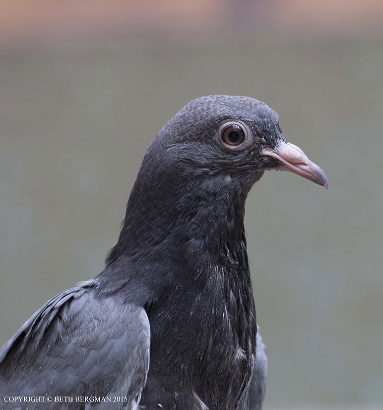 The Beth Lenz: An ordinary day