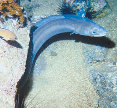 Conger Eels ~ Aquatic Animals