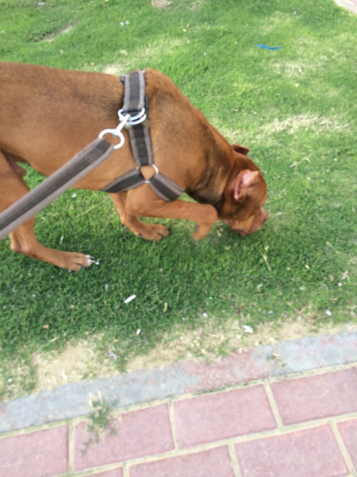 Life with Chickenruby: Dogs for adoption in Dubai with Animal Tales