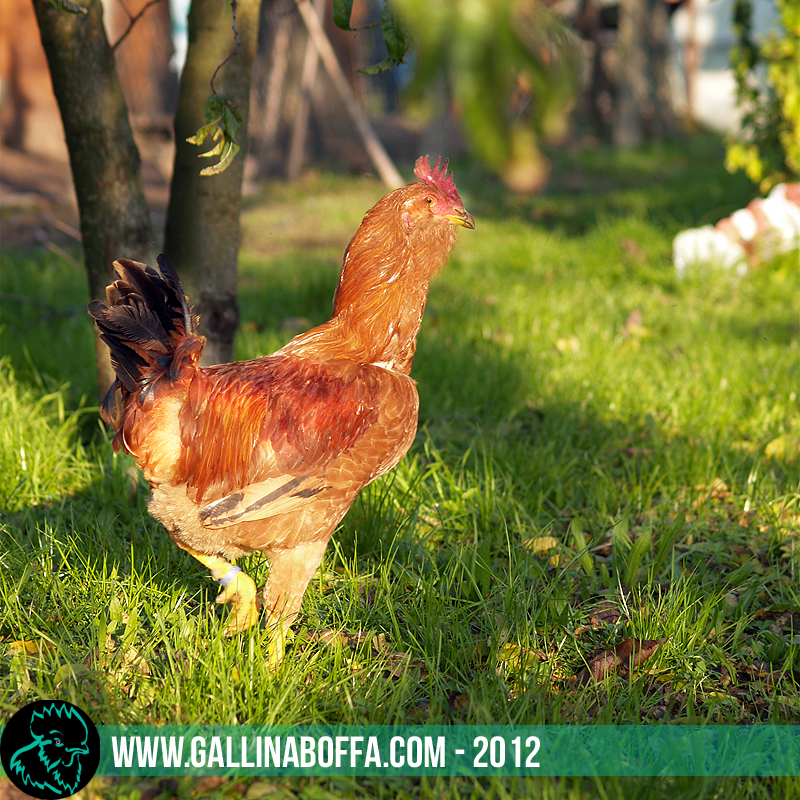 ALLEVAMENTO ~ La gallina Boffa