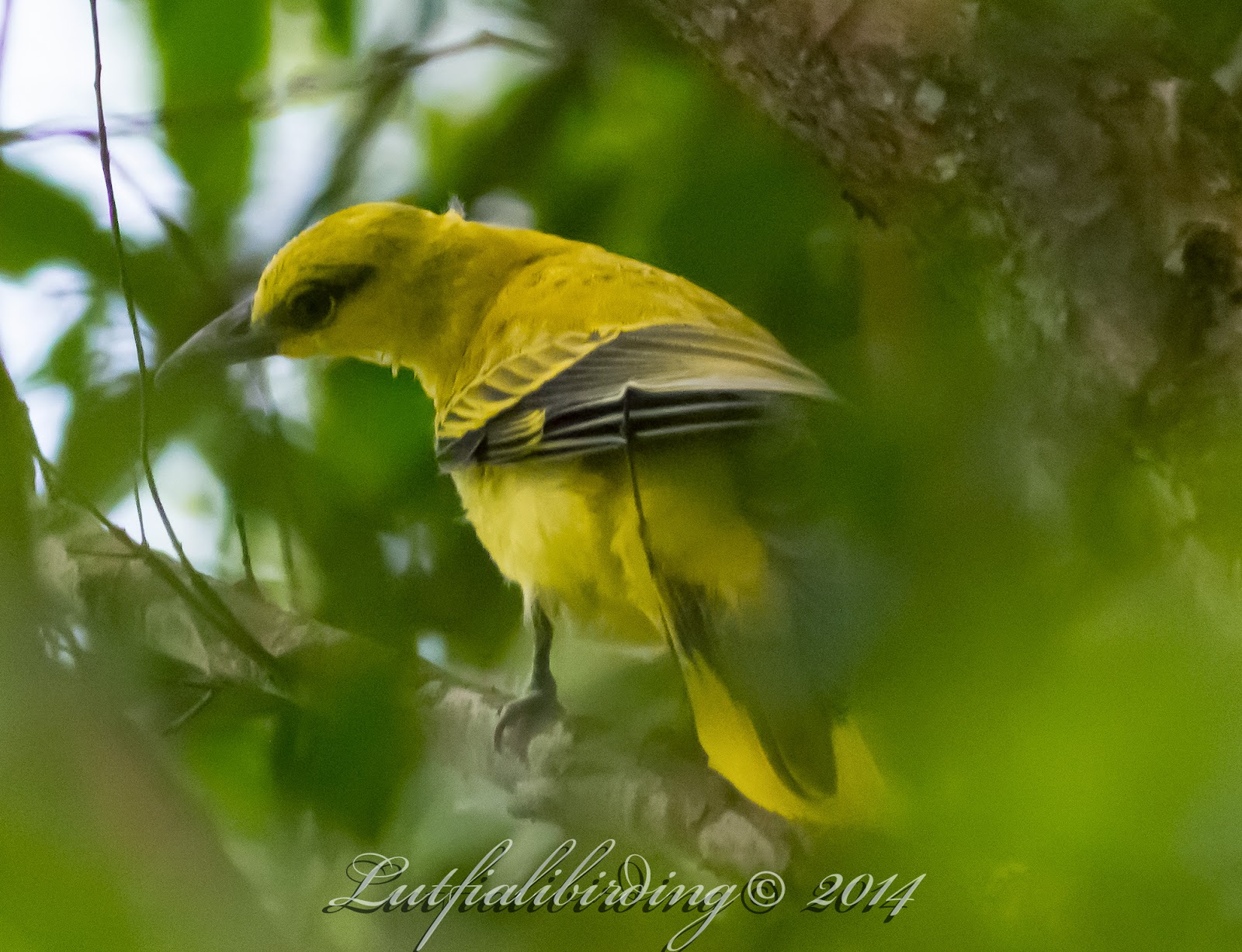LUTFIALI BIRD PHOTOGRAPHY: BLACK-NAPED ORIOLE(Oriolos chinensis/Burung ...