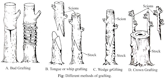 ARTIFICIAL VEGETATIVE PROPAGATION - CUTTING, LAYERING, GRAFTING