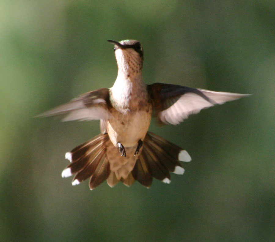 Vickie Henderson Art: The Hummingbird Days of Summer