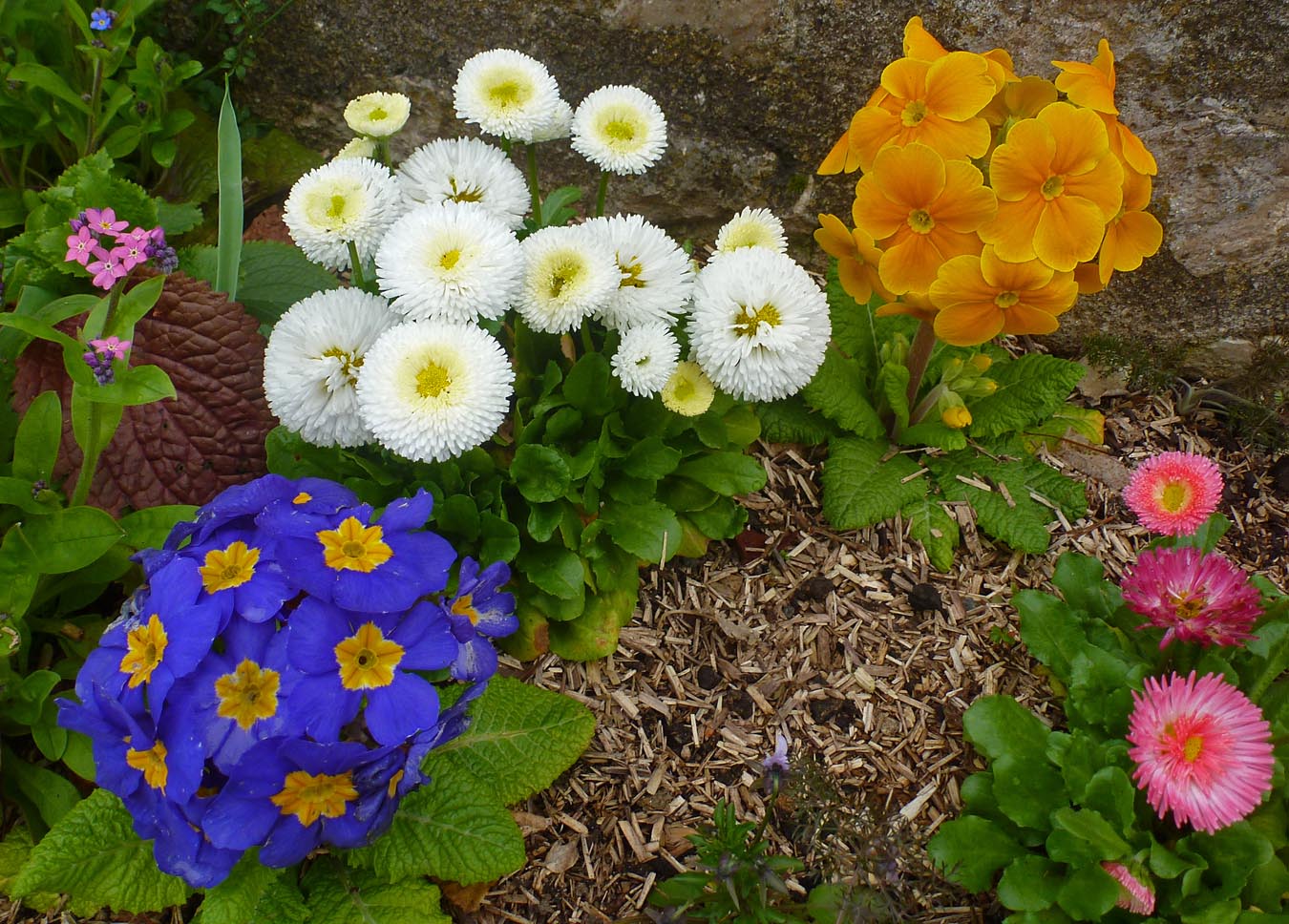 Living the life in Saint-Aignan: A sunrise, and some springtime plants