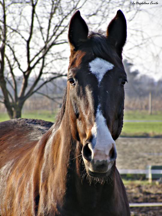 Konji i njihove karakteristike: Svet Konja