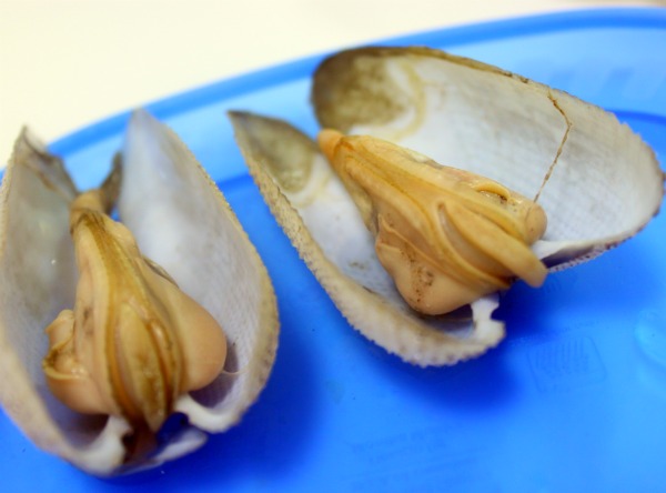 Dari Dapur Kecah: Mentarang rebus