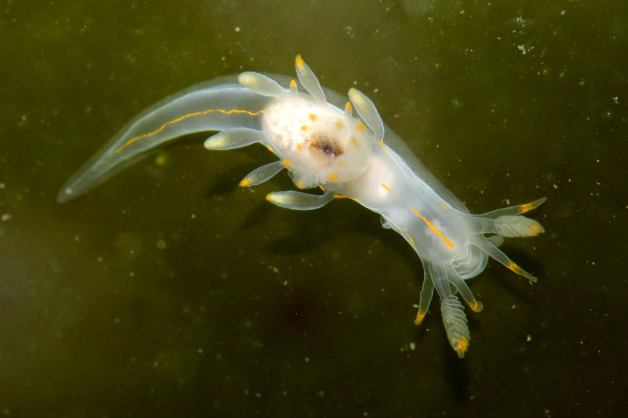 Species of UK: Week 47: Sea Slugs ('Nudibranch')