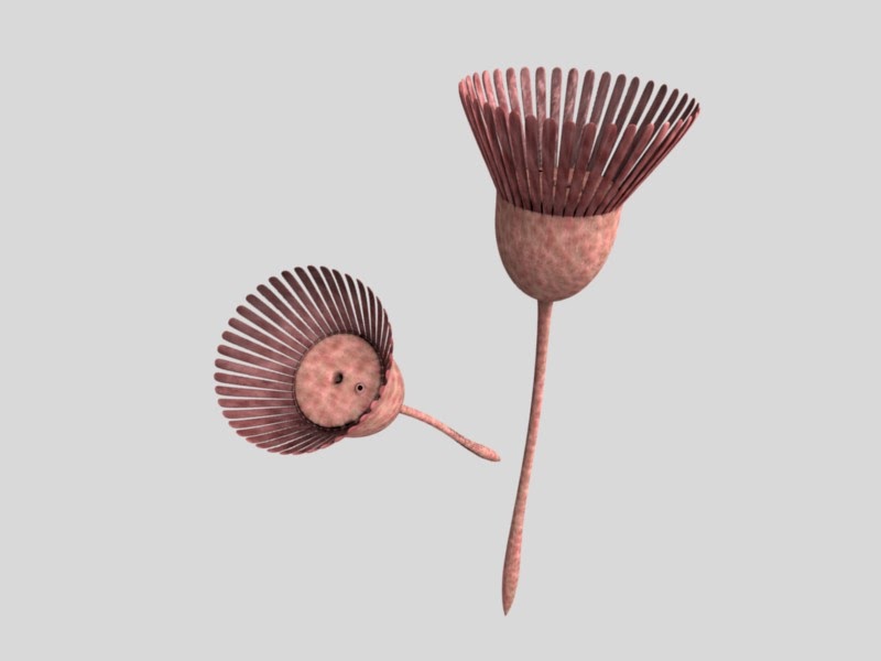 Life Before the Dinosaurs: Dinomischus.