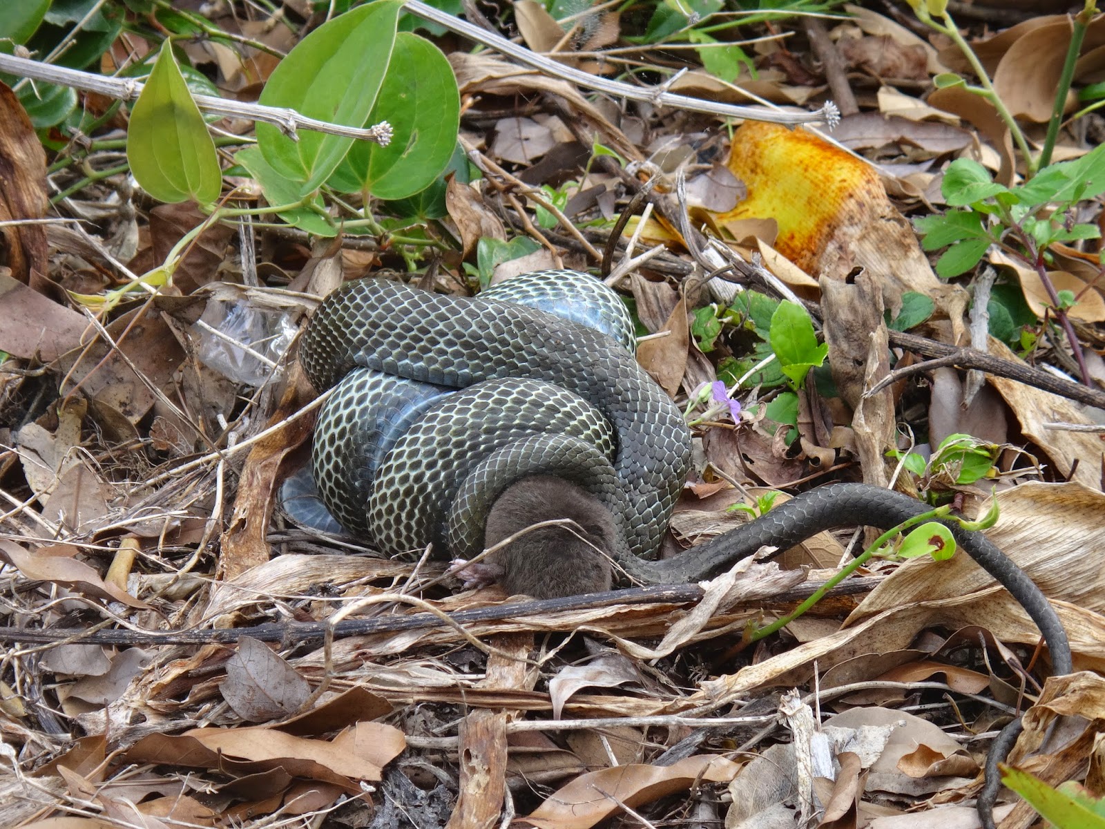 Yakushima Life: Snakes in Yakushima