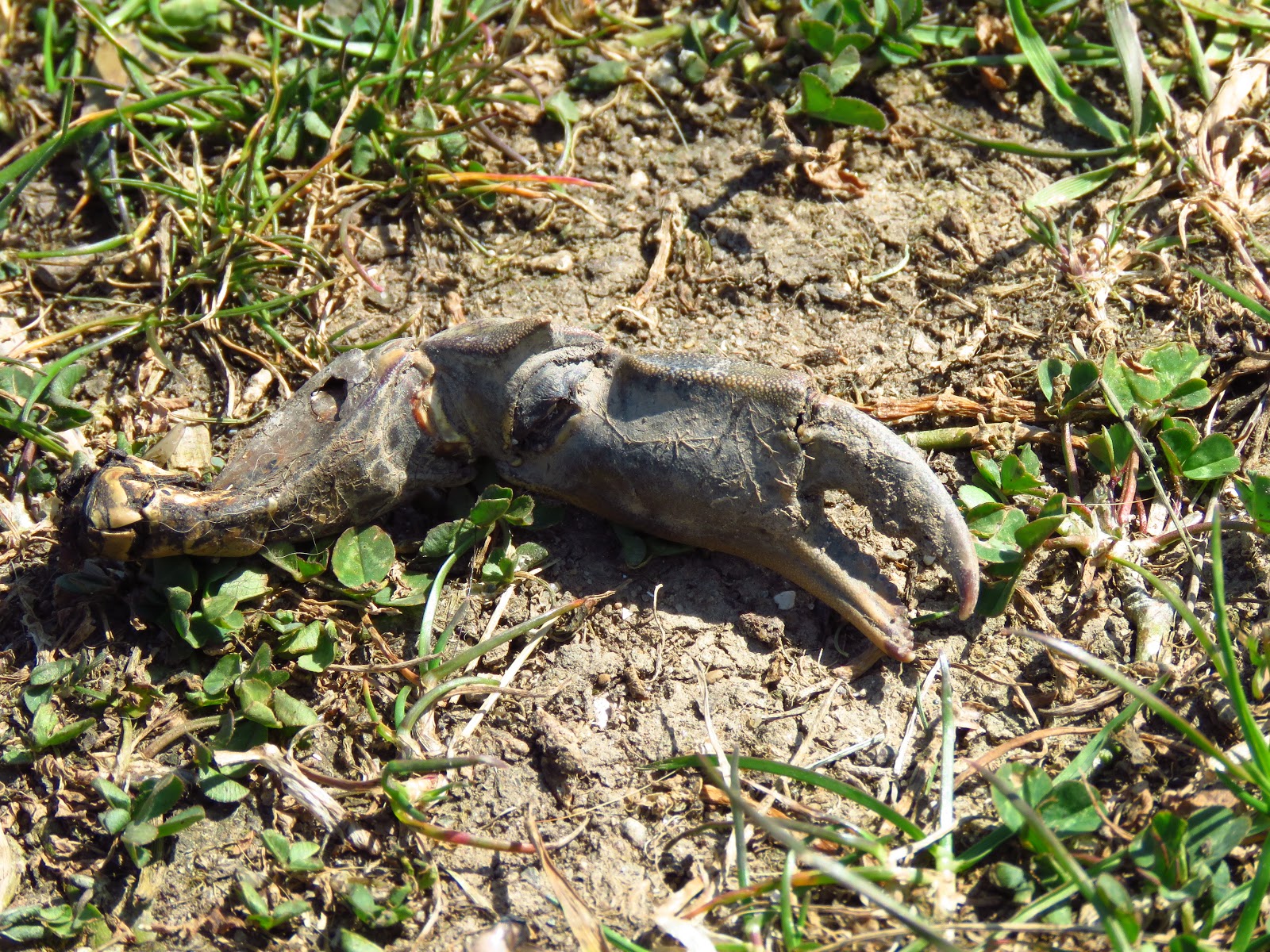 Wild at Hull: Walking the Humber. Stage 14. Skeffling Clough to Kilnsea