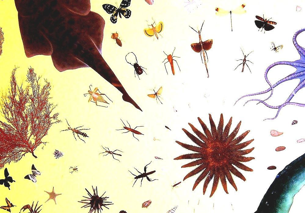 List Of Animals Featuring External Asymmetry - Fish Symmetry