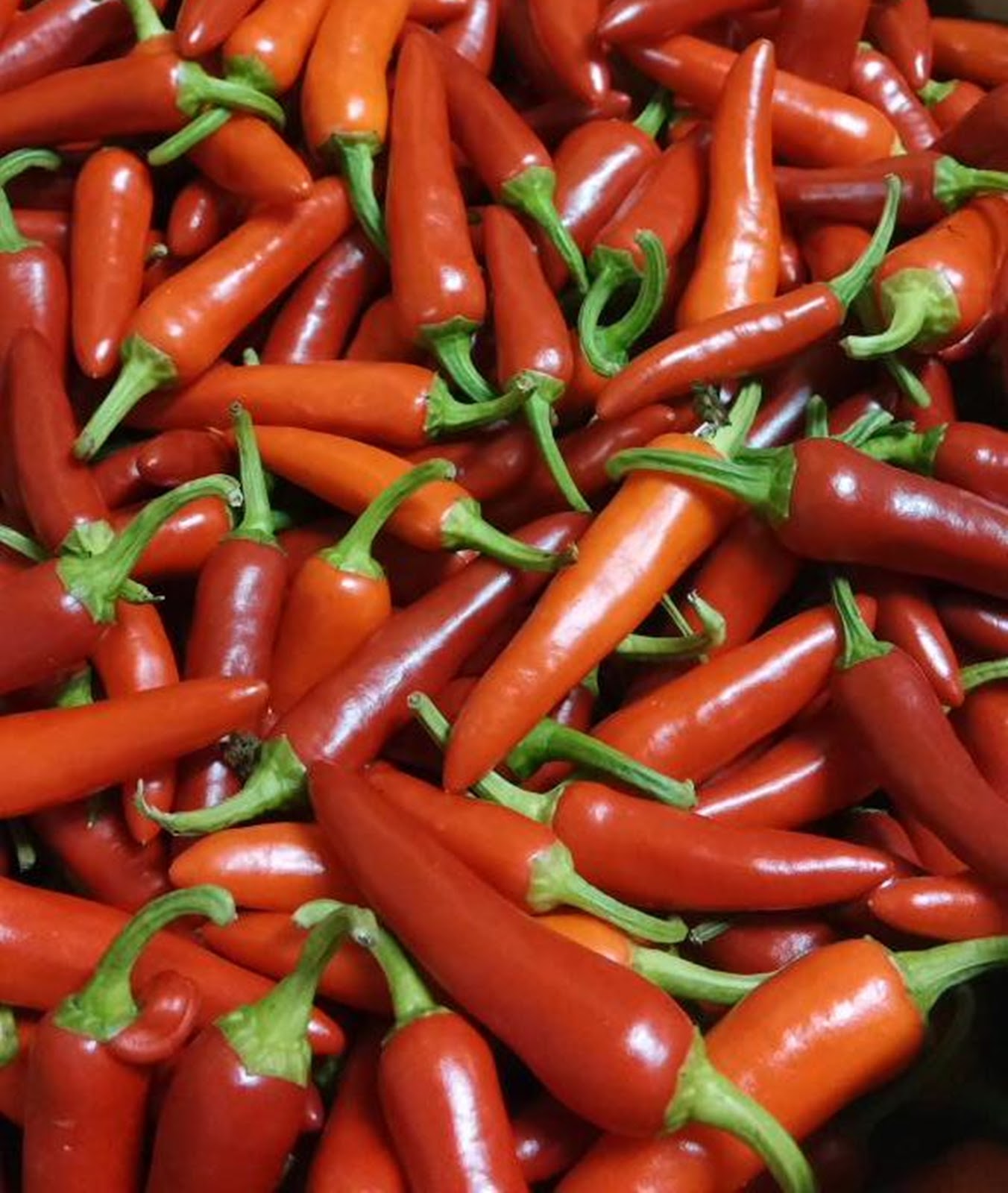 Westlandpeppers: Nieuw Argentijns onderzoek naar pepers onderscheid 3 ...