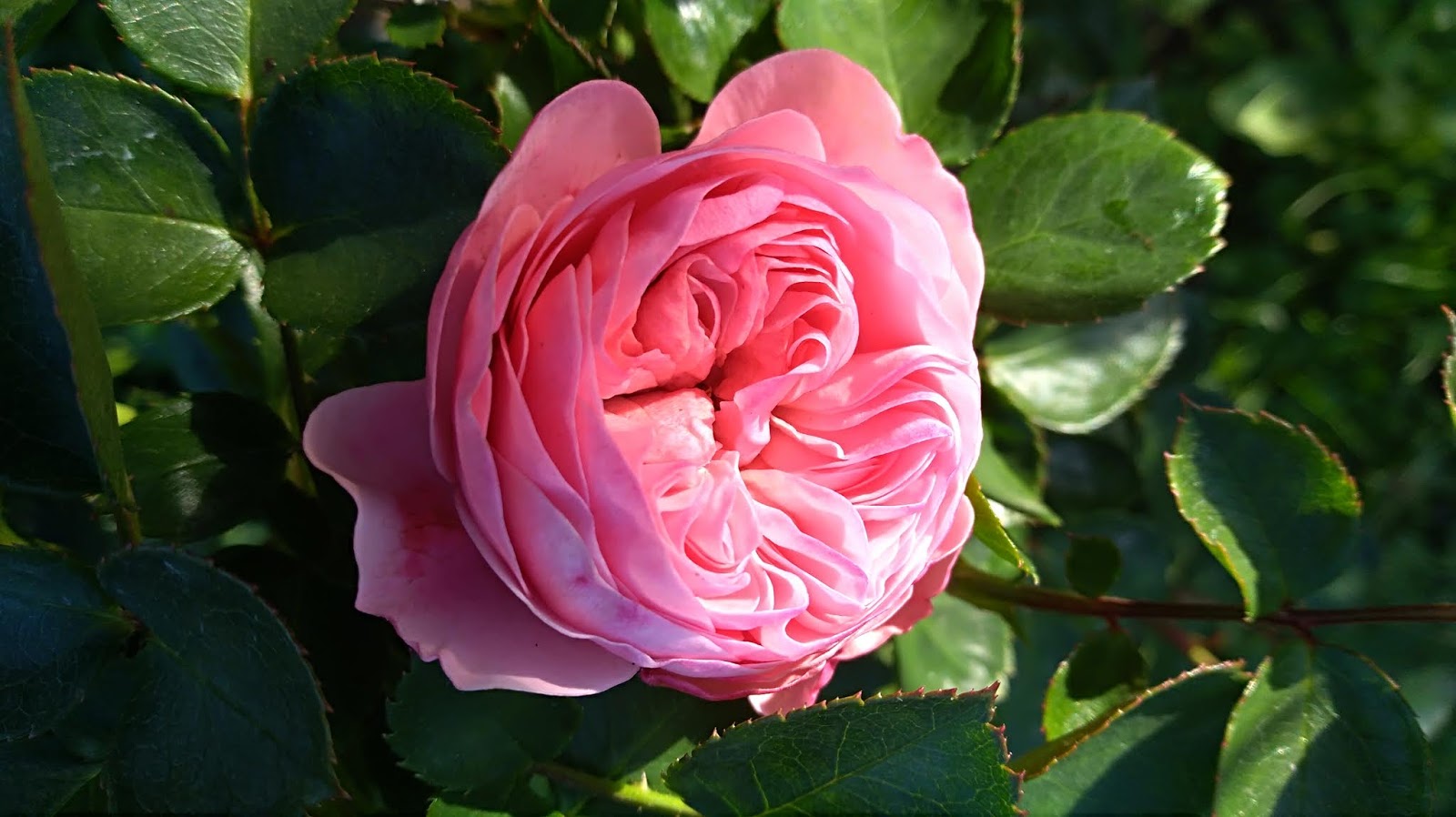 Ranczo Elma: Róża (Rosa) Bailando