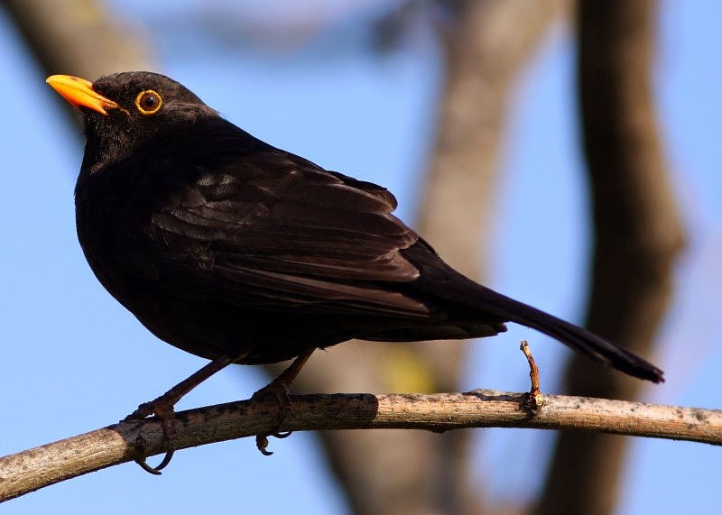 Pulitissima: IL MERLO