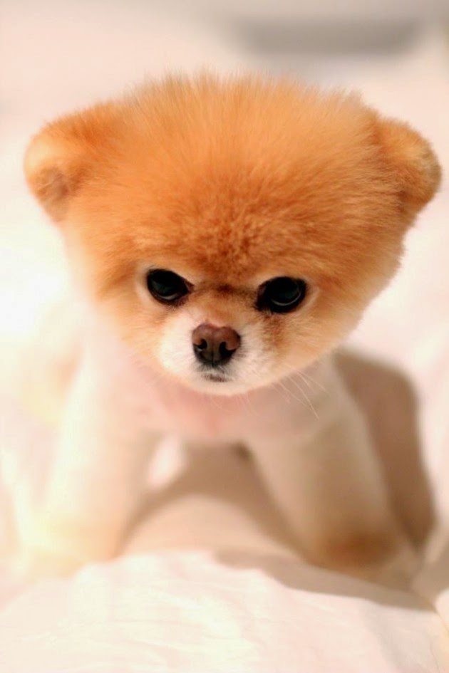 Paradise On Earth: Boo...Cutest Dog In The World.