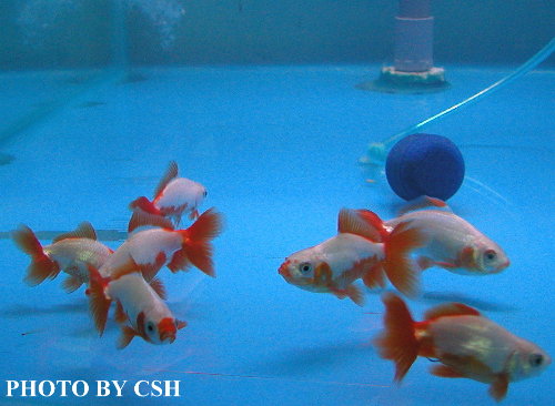 金魚&水族快訊Goldfish & Aquarium Messages: 地金寫真(Jikin)