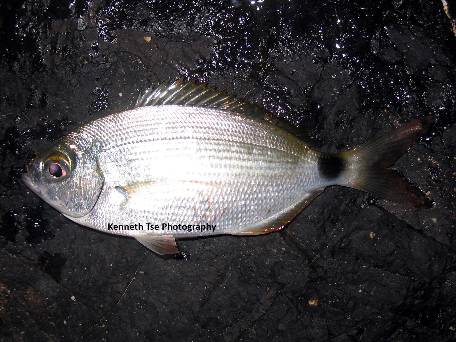 MuskieBait Adventures: Lifelist