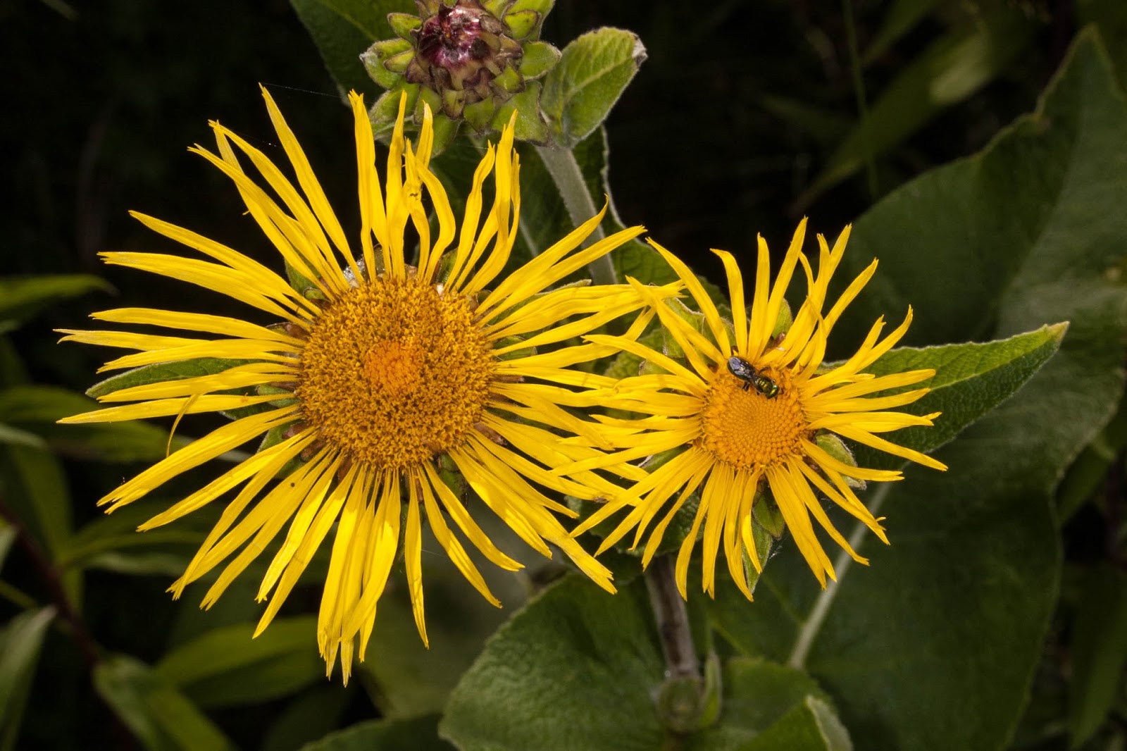 Champlain Islands' Nature: Green Metallic Bee on Elecampane