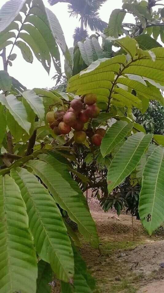 TUTUP SEMENTARA SEHINGGA DIMAKLUMKAN: POKOK MATOA (cristal) RM 25 ...