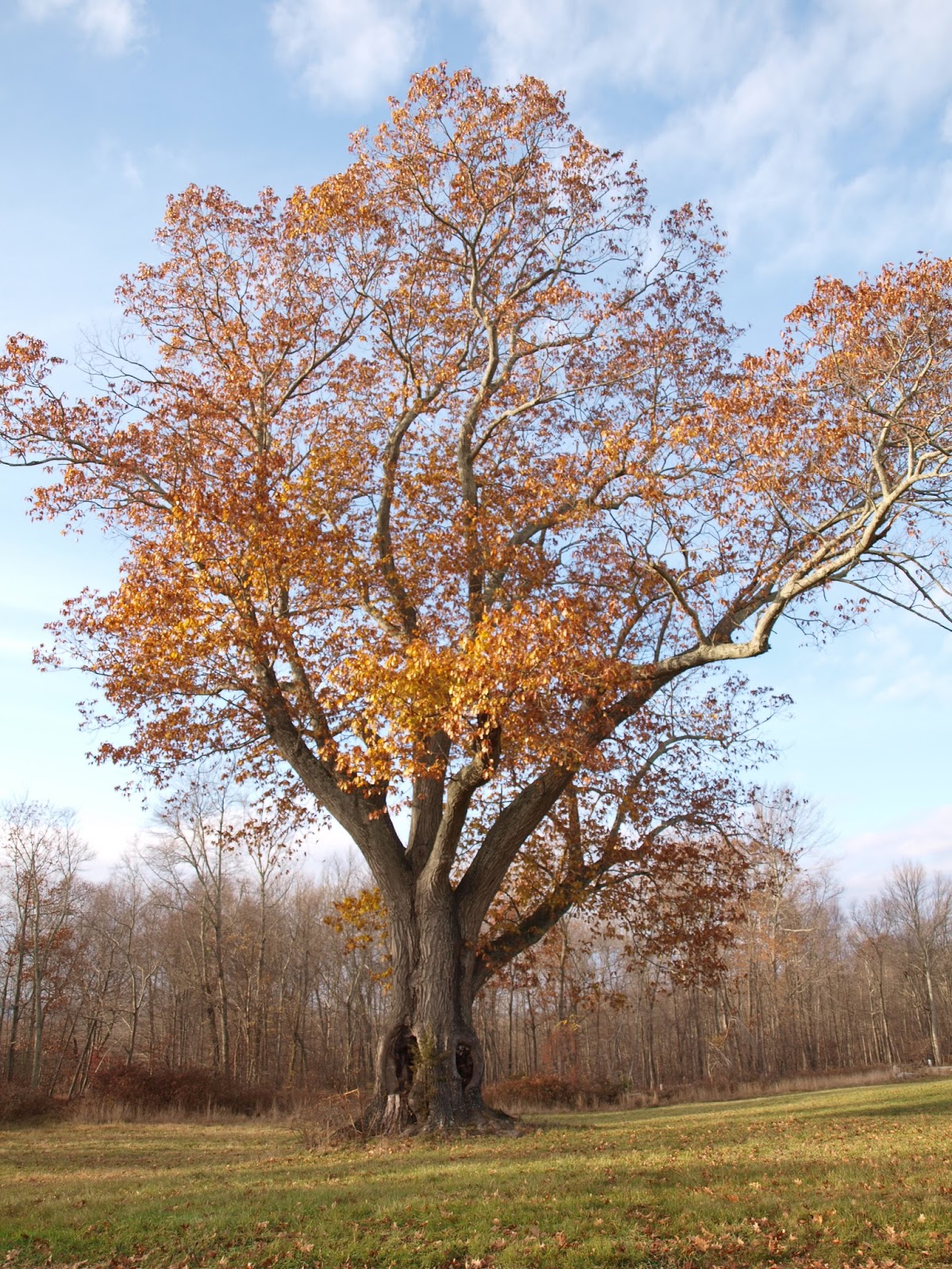 A Life Inspired by Nature: Land of Grand Trees!