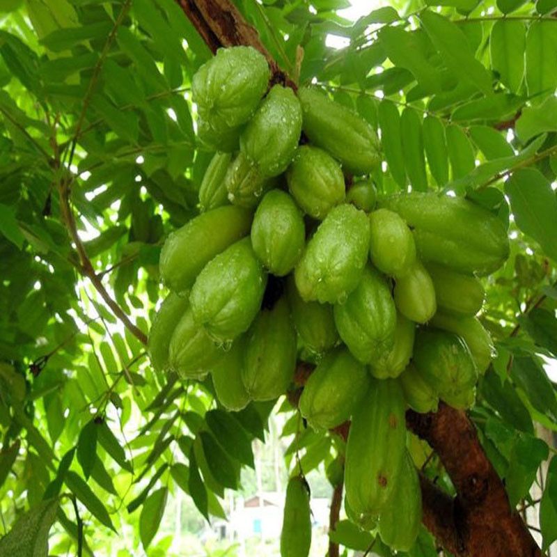 DANA: BILIMBI