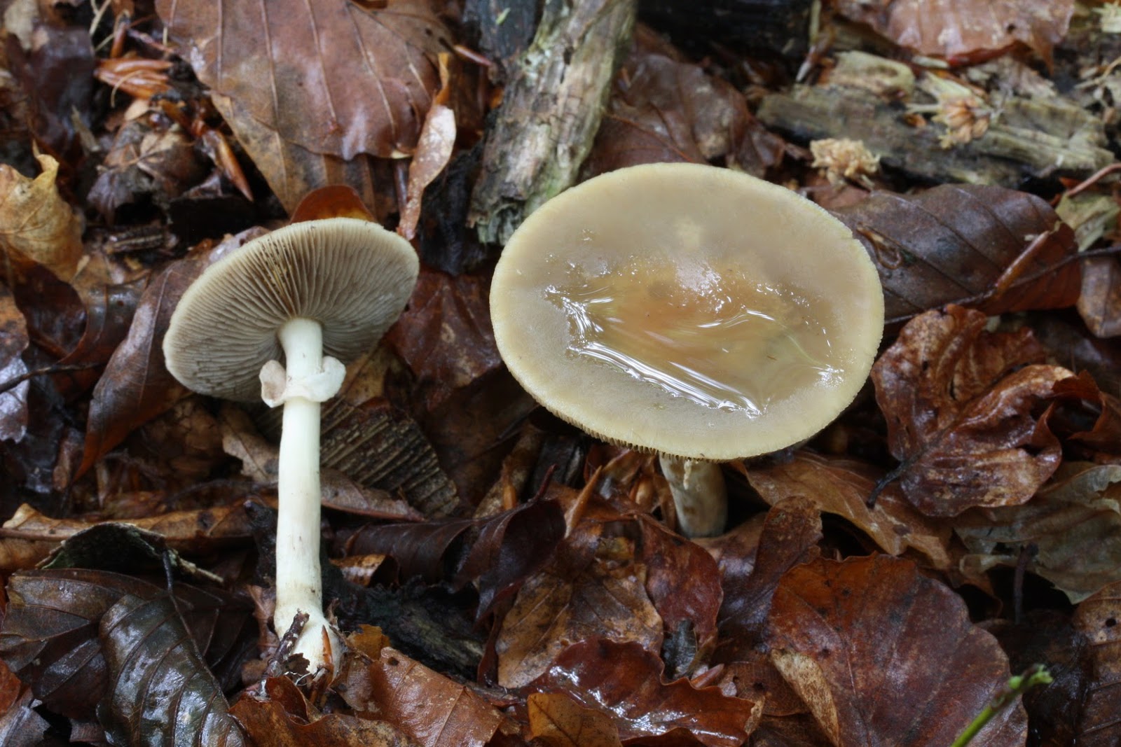 Guía de Setas y Hongos de Navarra.: Agrocybe praecox (Pers ex Fr)Fay