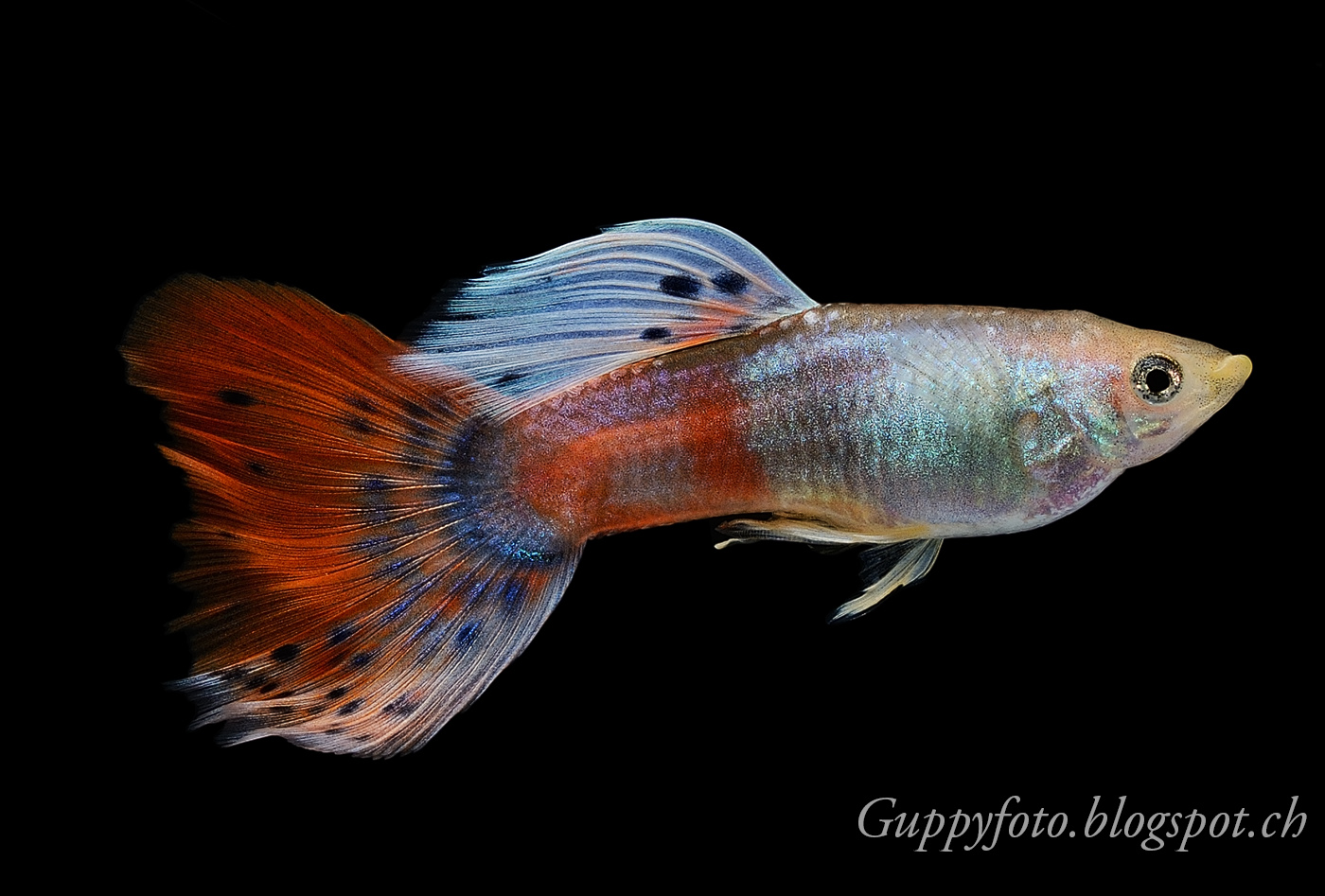 Guppyfoto: F1: Moscow male x fullred female Guppy