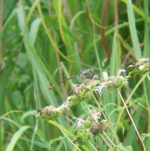 Urban Dragon Hunters: Stylurus confirmed in Monroe County!