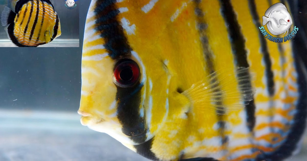 Discus Since 1987 : The Most Rare Wild Discus