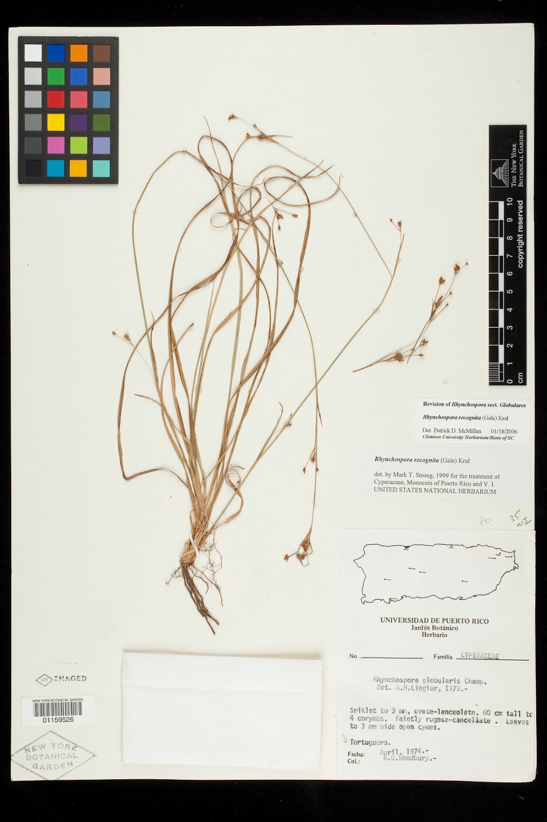 Flora del Caribe : CYPERACEAE RHYNCHOSPORA SSP DEL CARIBE 7