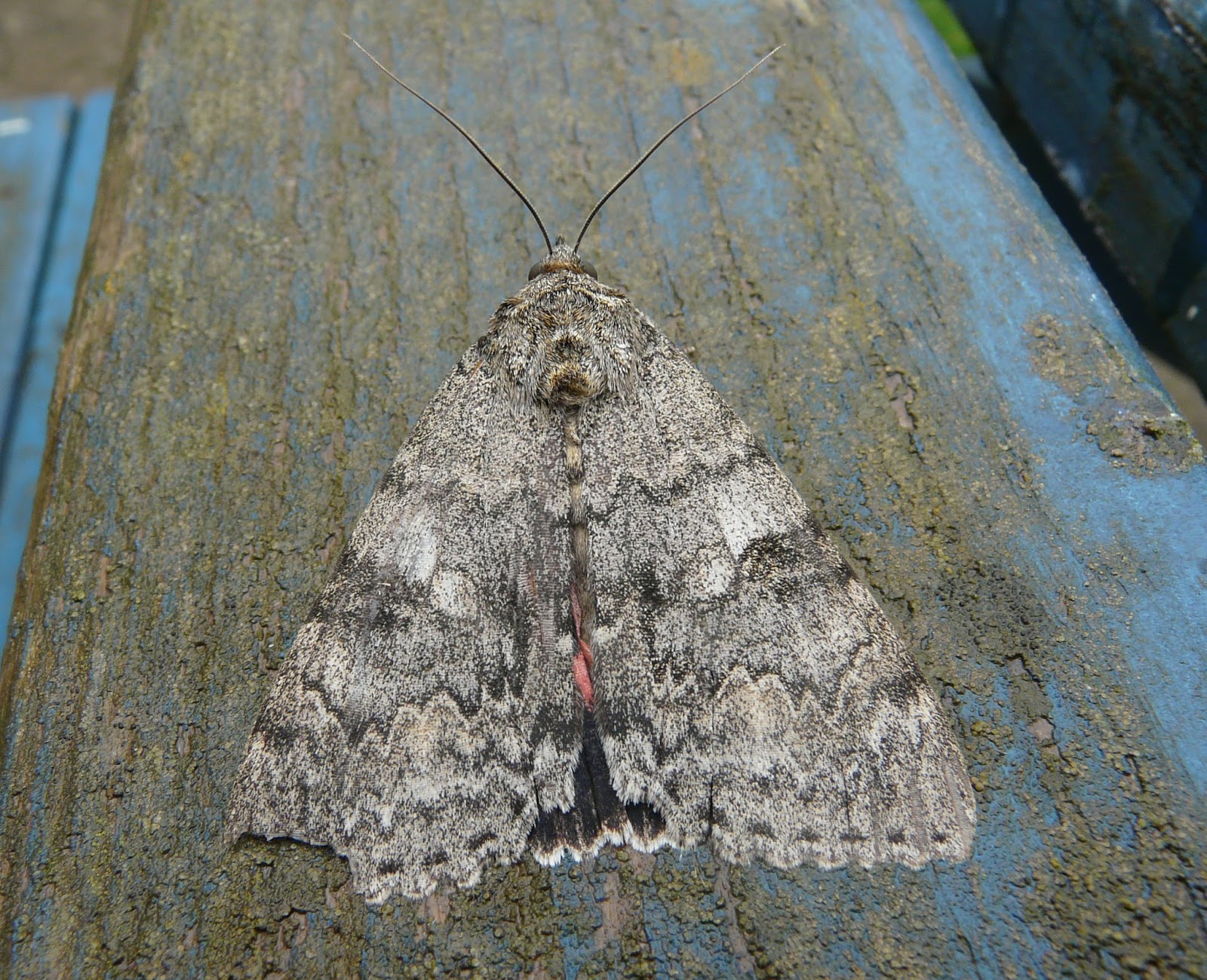 birdingexmouth: Red Underwing