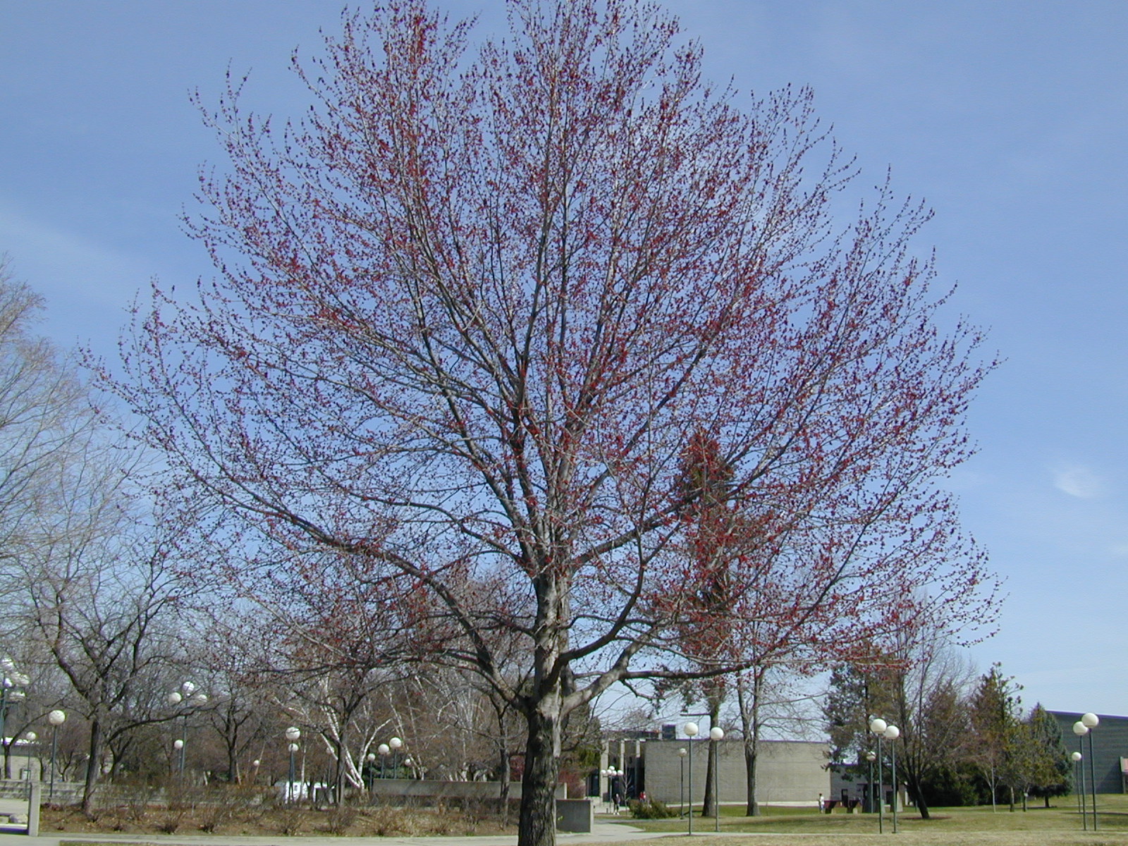 Trees of Santa Cruz County: Acer rubrum - Red Maple