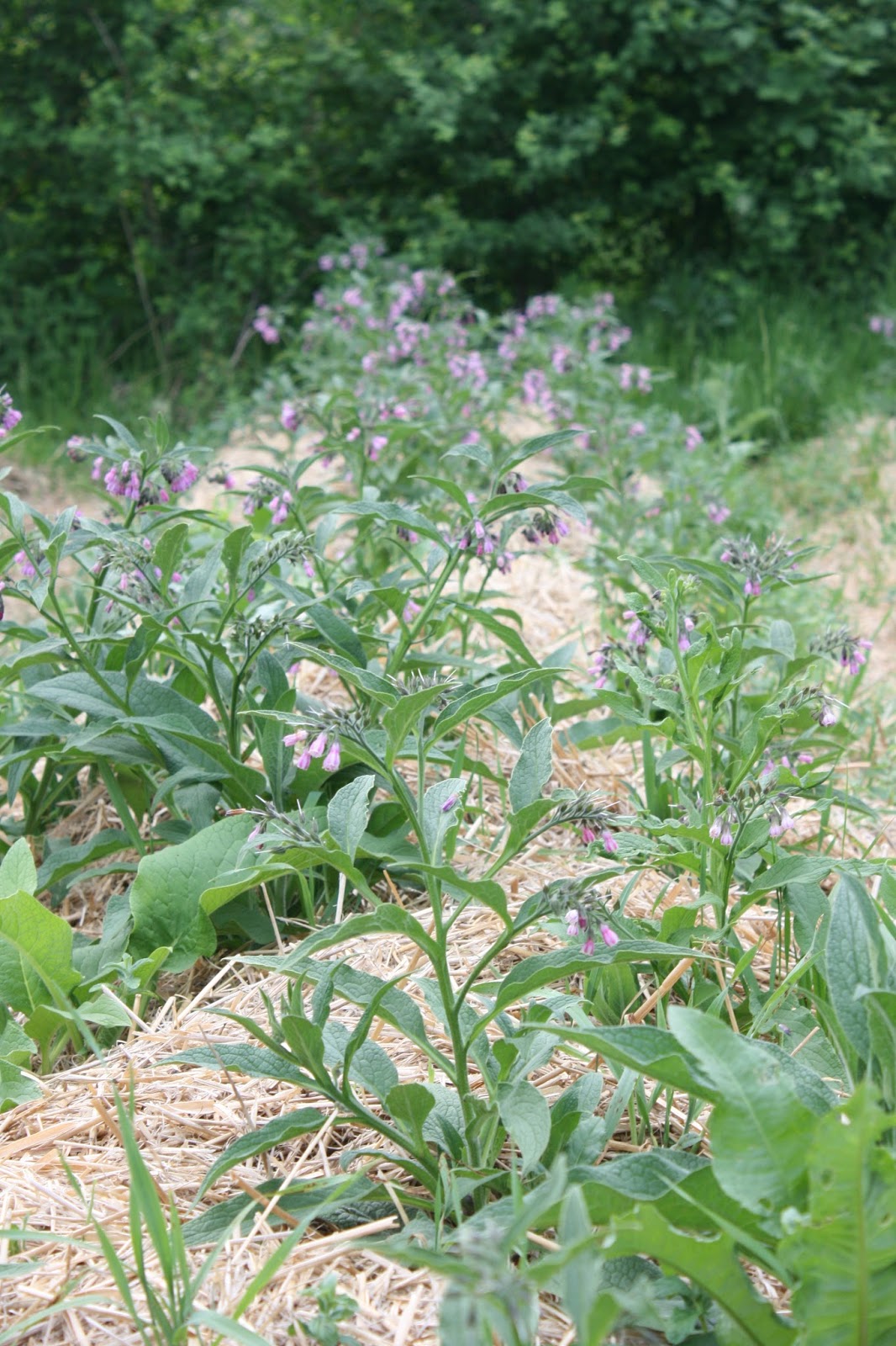 Balkan Ecology Project : Comfrey - BELIEVE the HYPE!