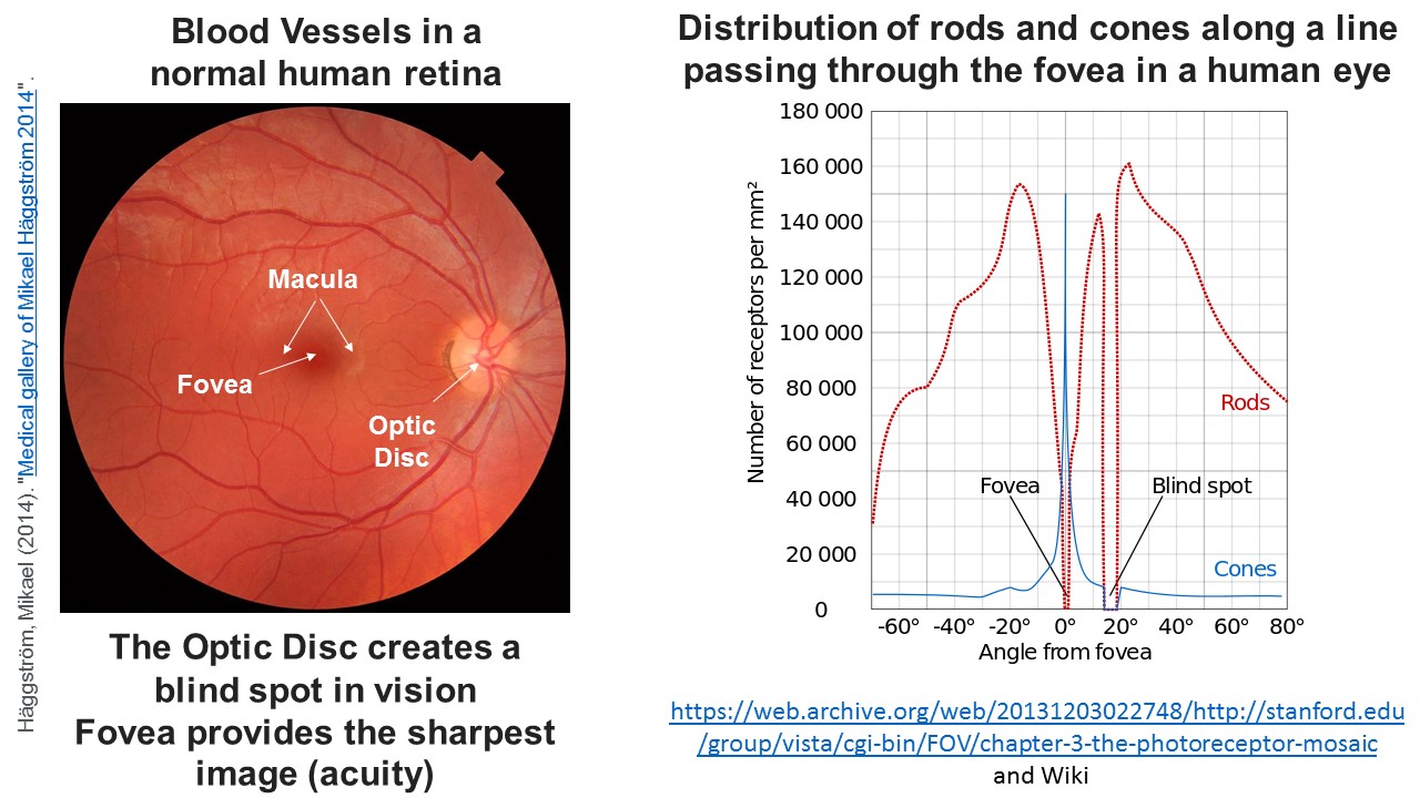 ektalks: Why Do Humans Have two Front-Facing Eyes? An Analysis and Some ...