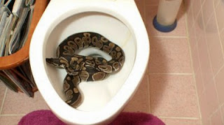 The Grendel Report: Look Before You Leak---Israeli Man Gets Bit By ...