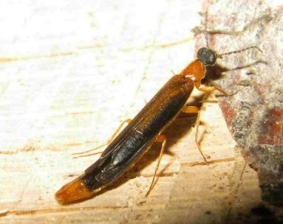 Real Monstrosities: Ship-timber Beetle