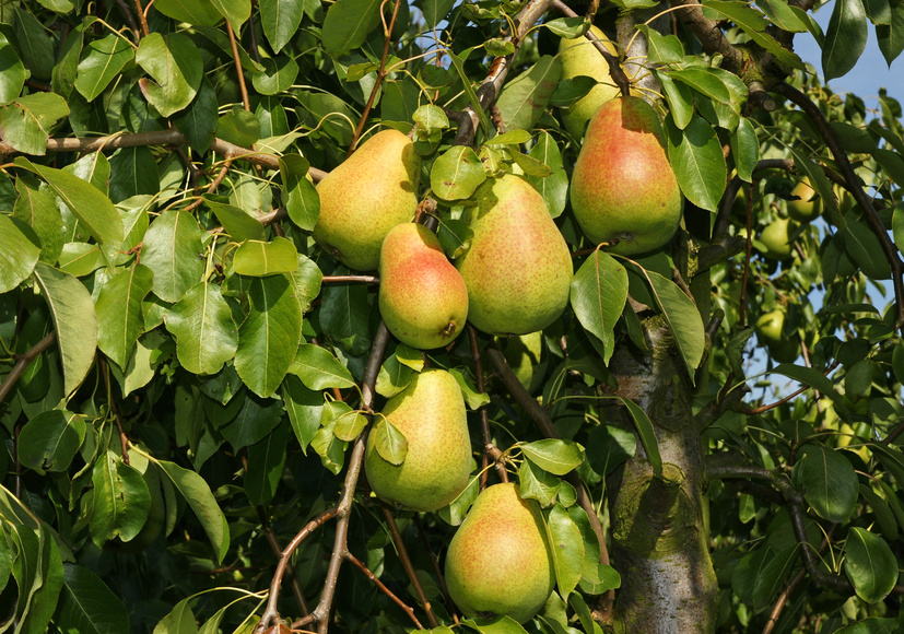 Breuillet Nature: Les poiriers (Pyrus communis)