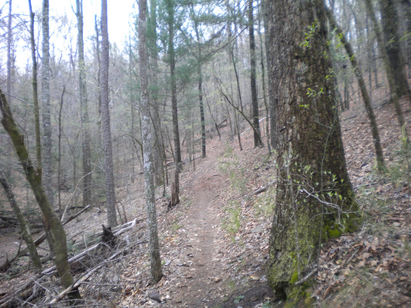 Kansas City Rasta Rider: Issaqueena Forest in pictures and captions.
