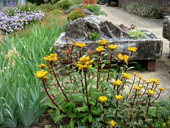 Nadezda's Garden and Home : Alpine Plants